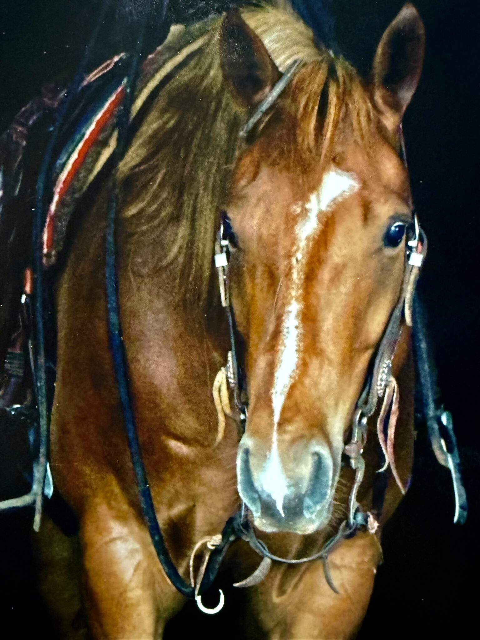 Cutter – Fair Fox Farms